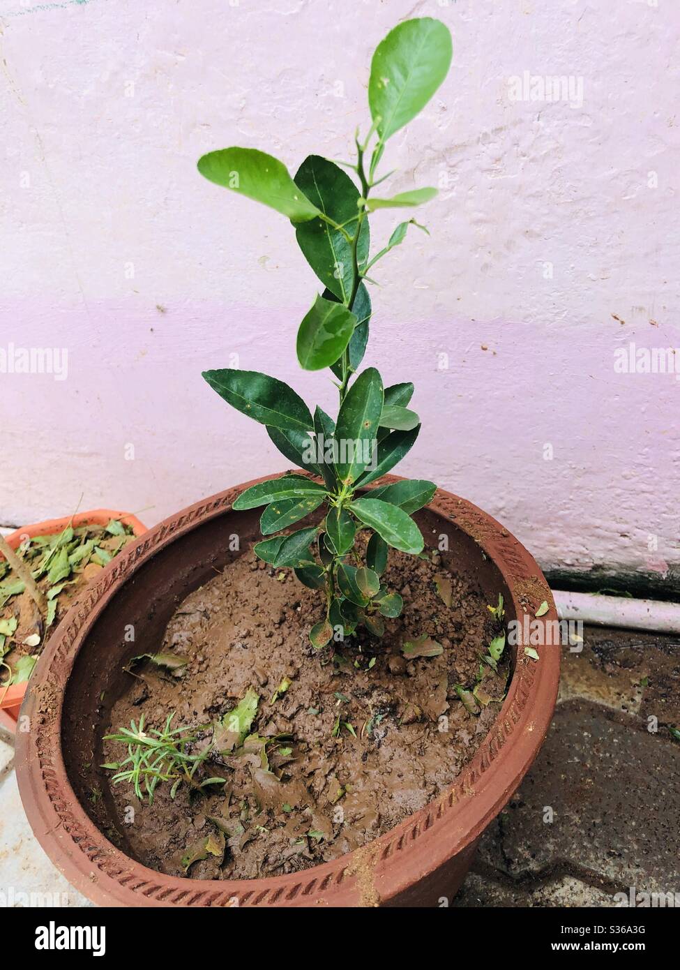 Lemon sapling hi-res stock photography and images - Alamy