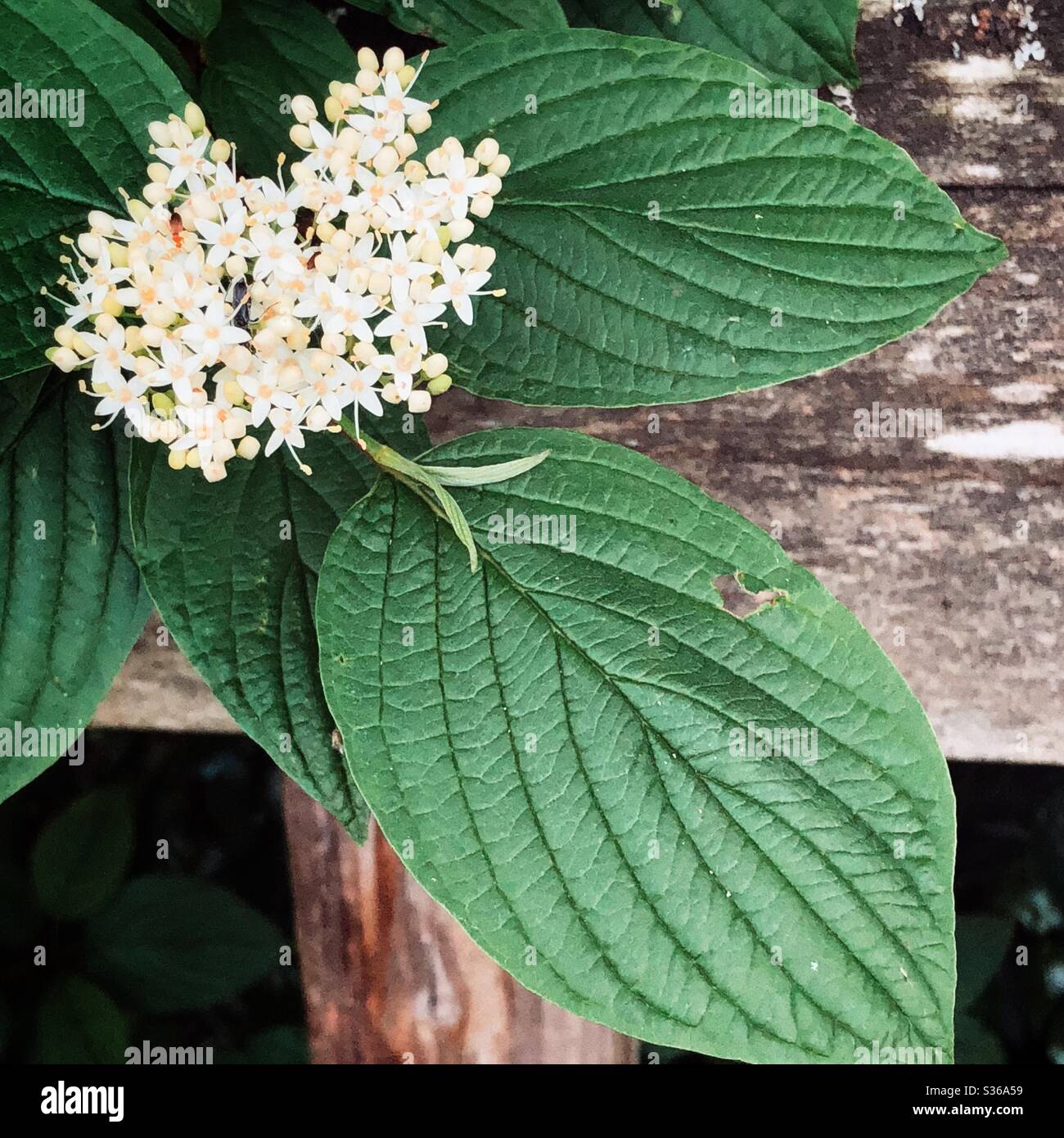 spring is here Stock Photo - Alamy