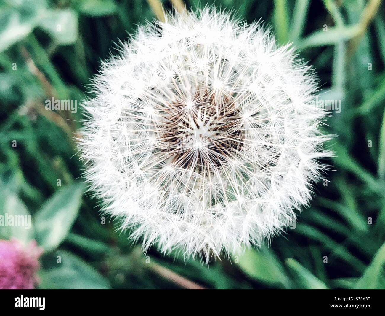 Dandelion sphere hi-res stock photography and images - Alamy