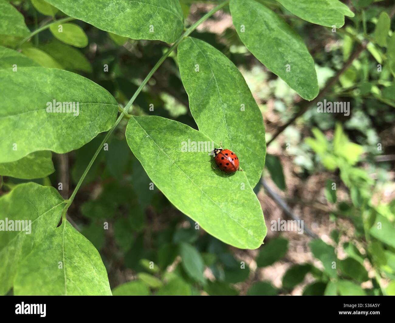 Ladybug leaves hi-res stock photography and images - Alamy