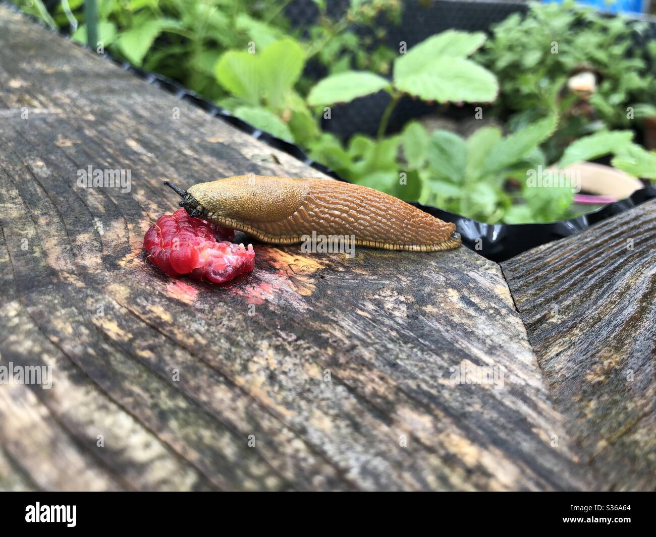 Snail eating a raspberry Stock Photo - Alamy