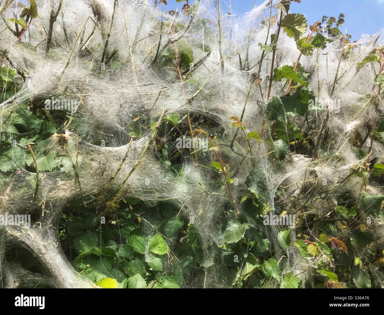 Webs moth hi-res stock photography and images - Alamy