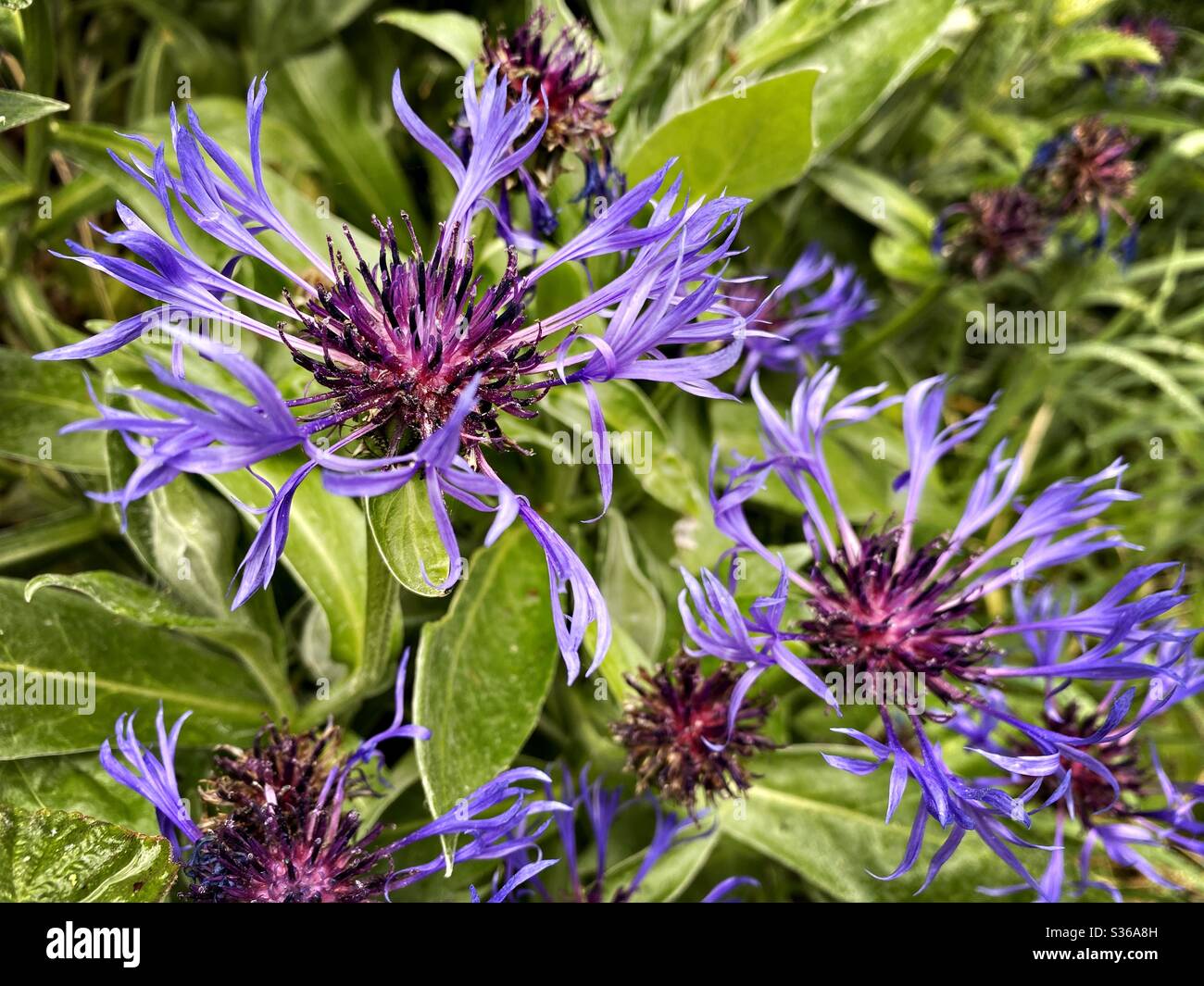 Closeup view of deep blue Cornflowers against green foliage in the ...