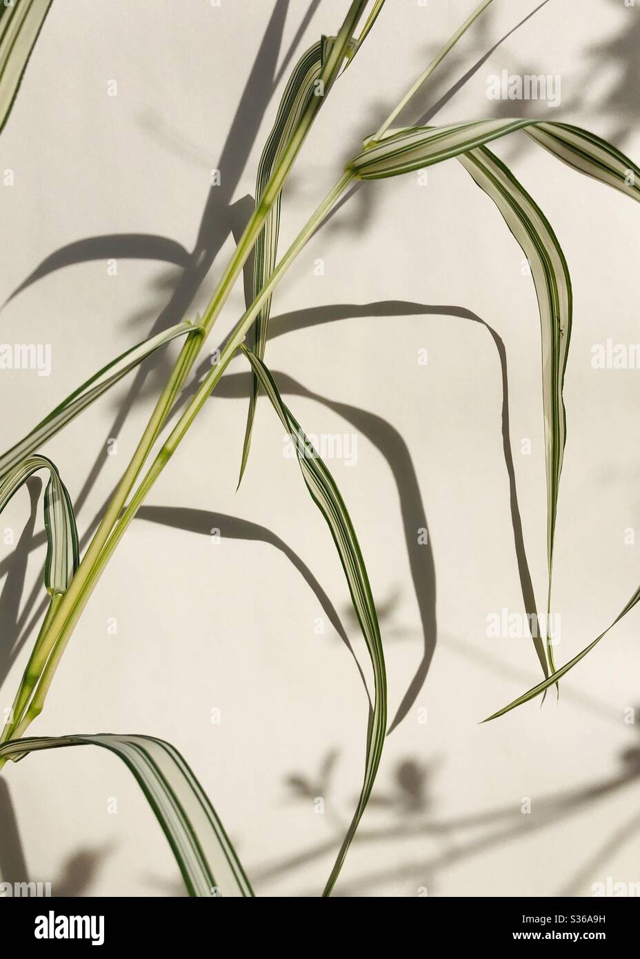 Variegated ornamental grass hi-res stock photography and images - Alamy