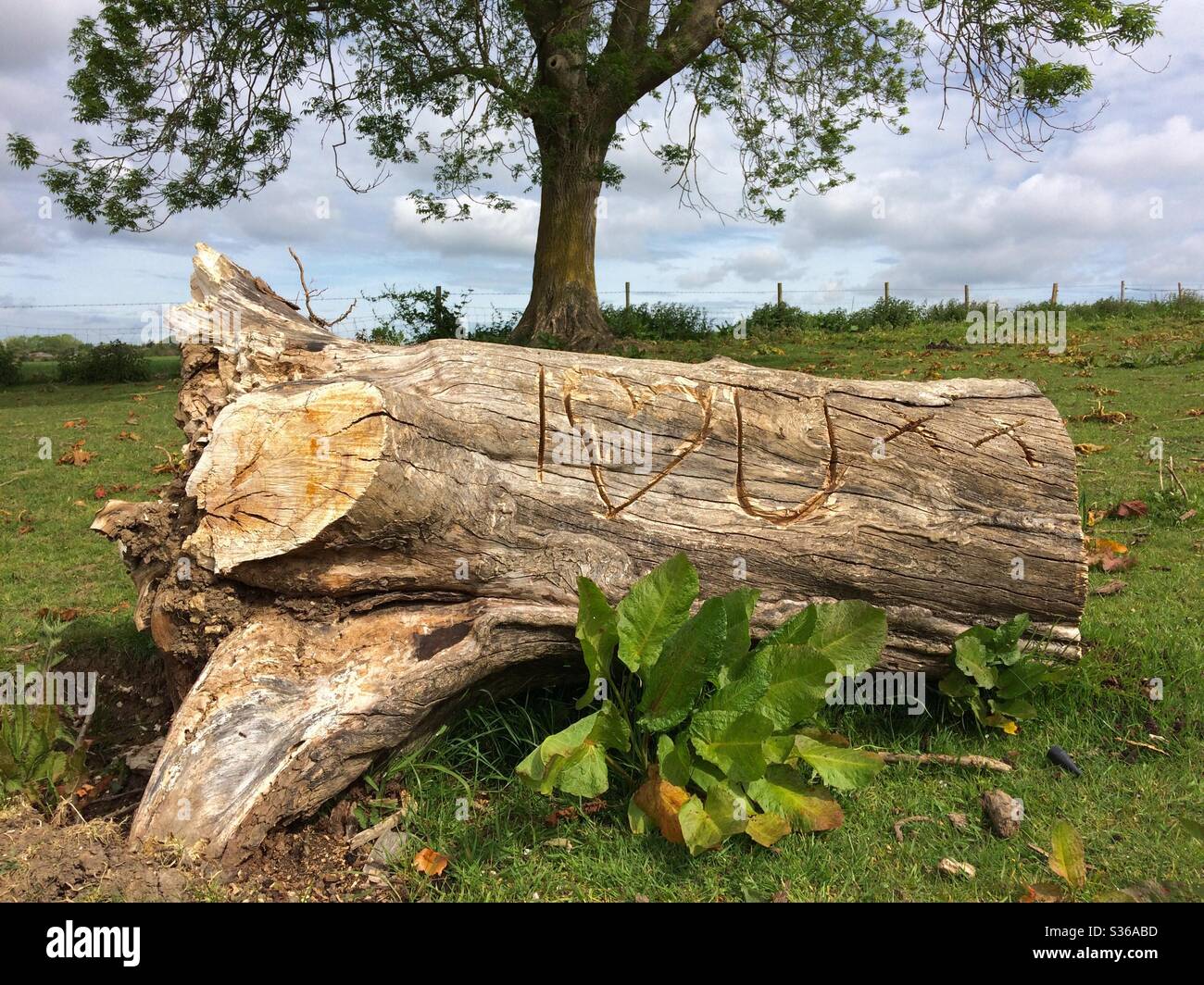 Log carving hi-res stock photography and images - Alamy