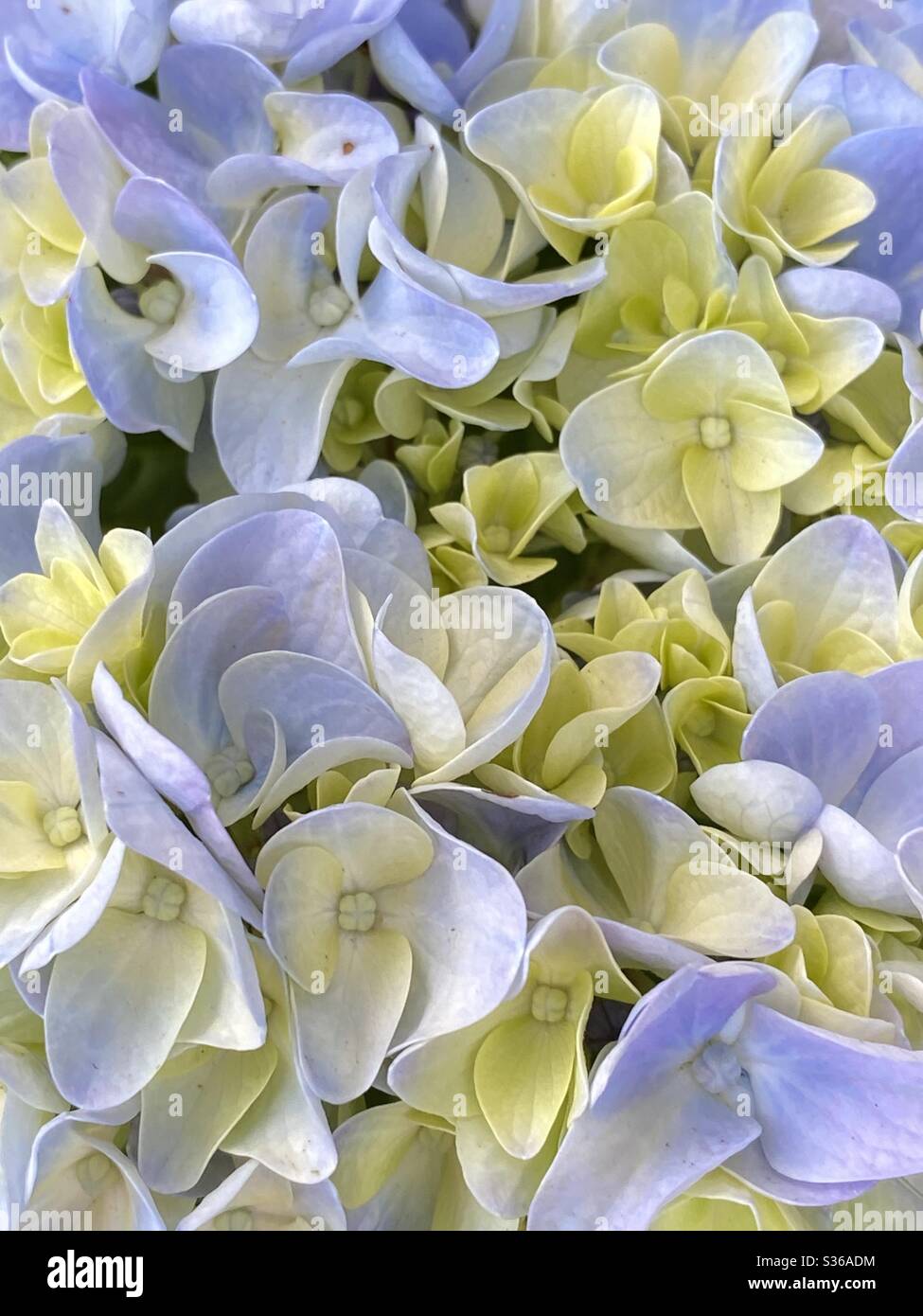Hydrangea flower bloom with multi colors of yellow and blue Stock Photo ...