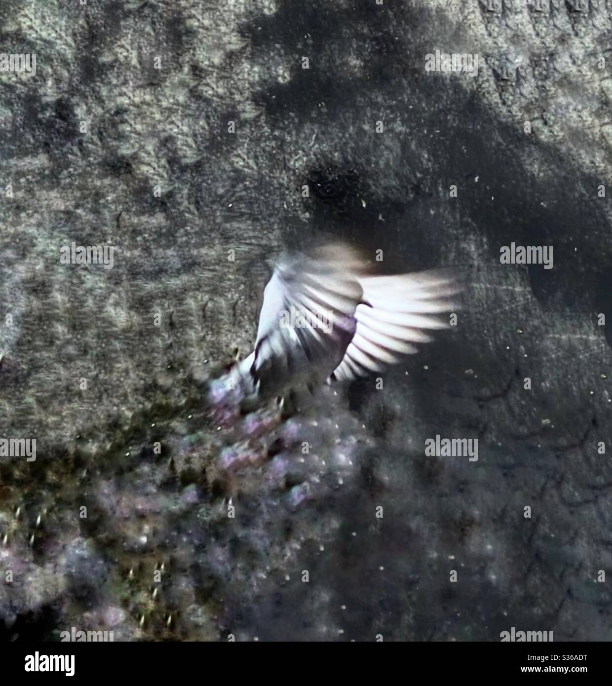 Grounded Bird High Resolution Stock Photography and Images - Alamy