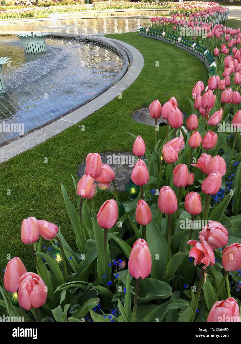 Tulip denmark hi-res stock photography and images - Alamy
