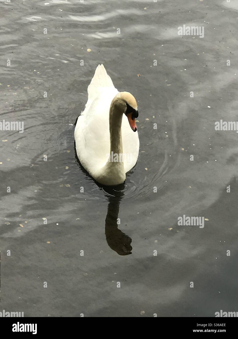 The male species hi-res stock photography and images - Alamy