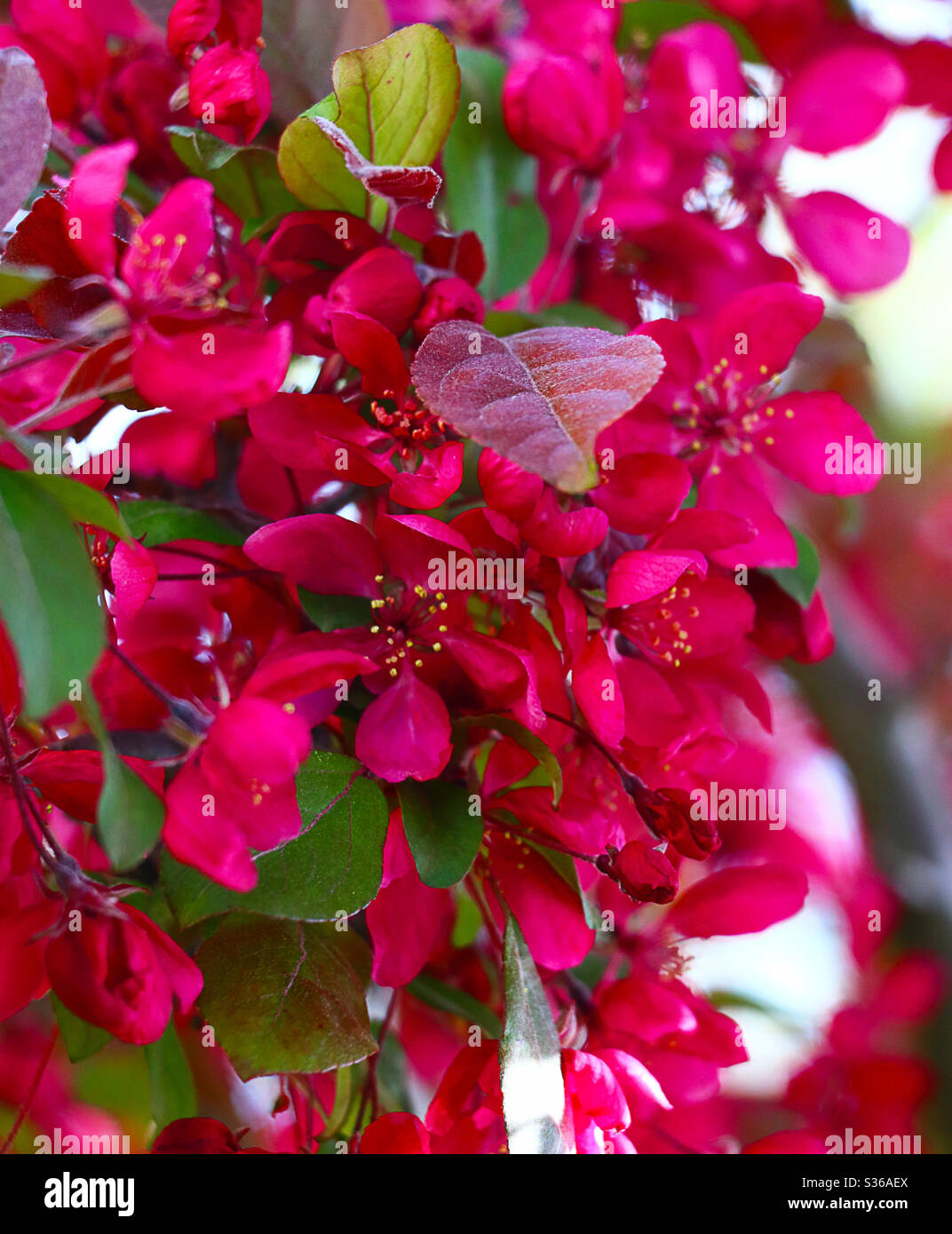 Trees edited photography photoshop nature photography beautiful pink ...