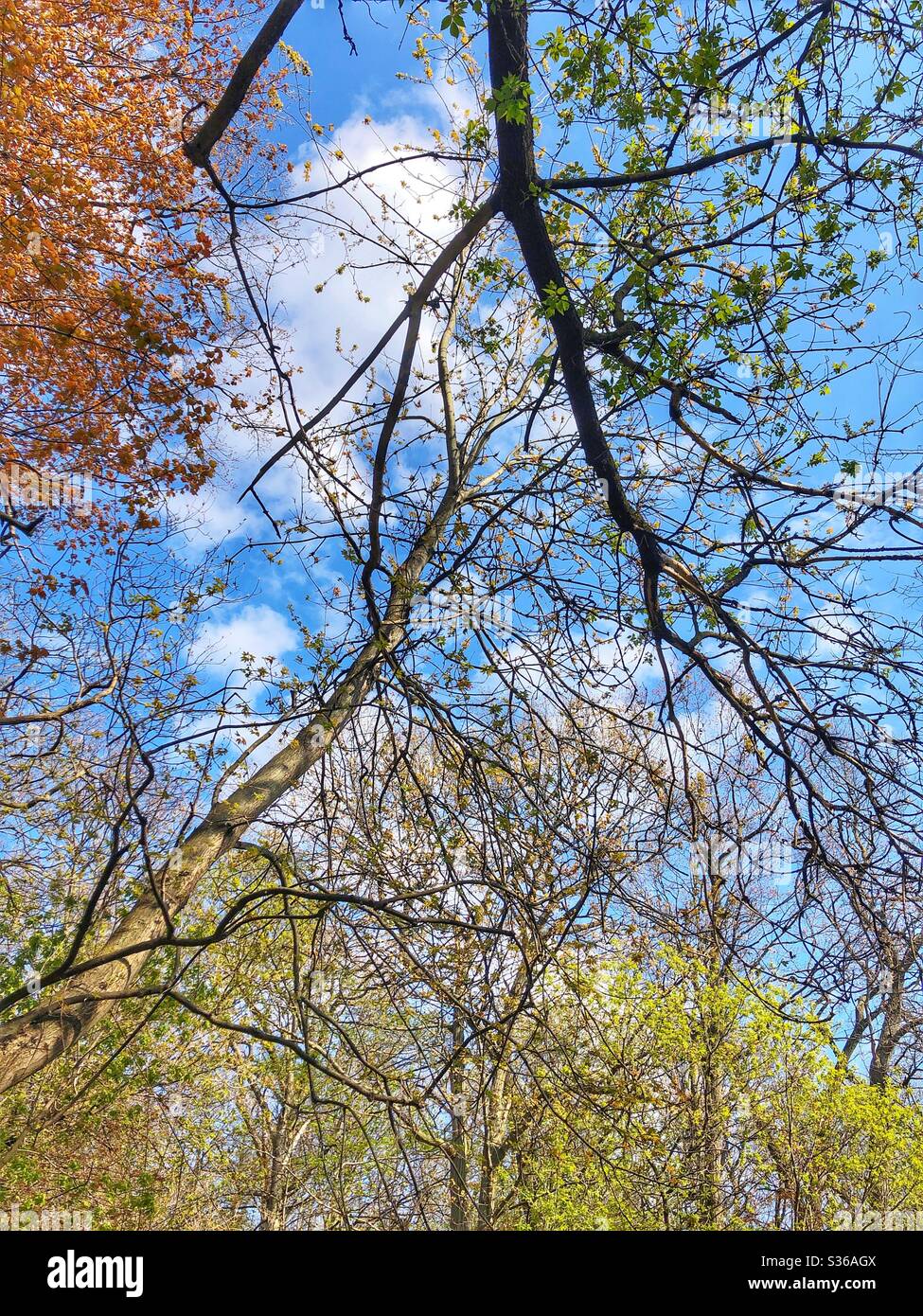 Nature’s spring colours Stock Photo - Alamy