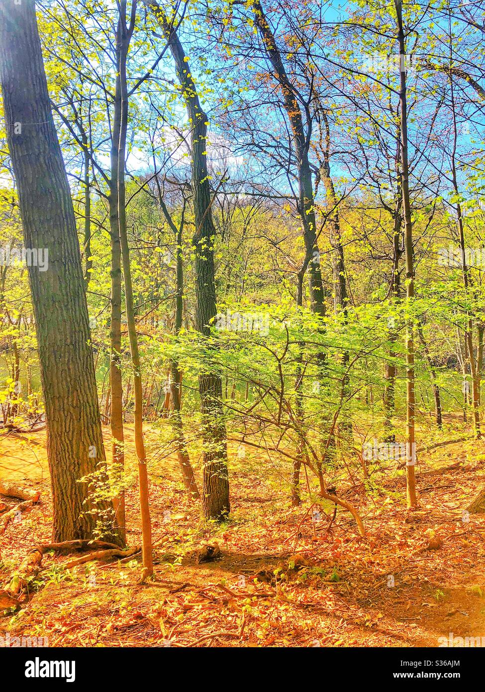 The magic of nature Stock Photo - Alamy