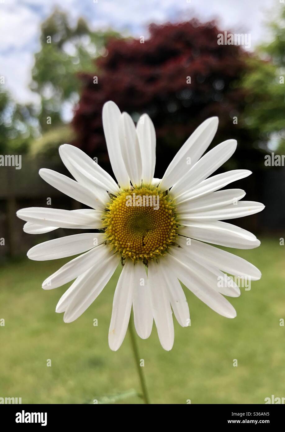 Dog daisy hi-res stock photography and images - Alamy