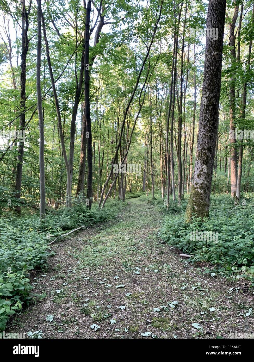 little forest path in spring Stock Photo - Alamy