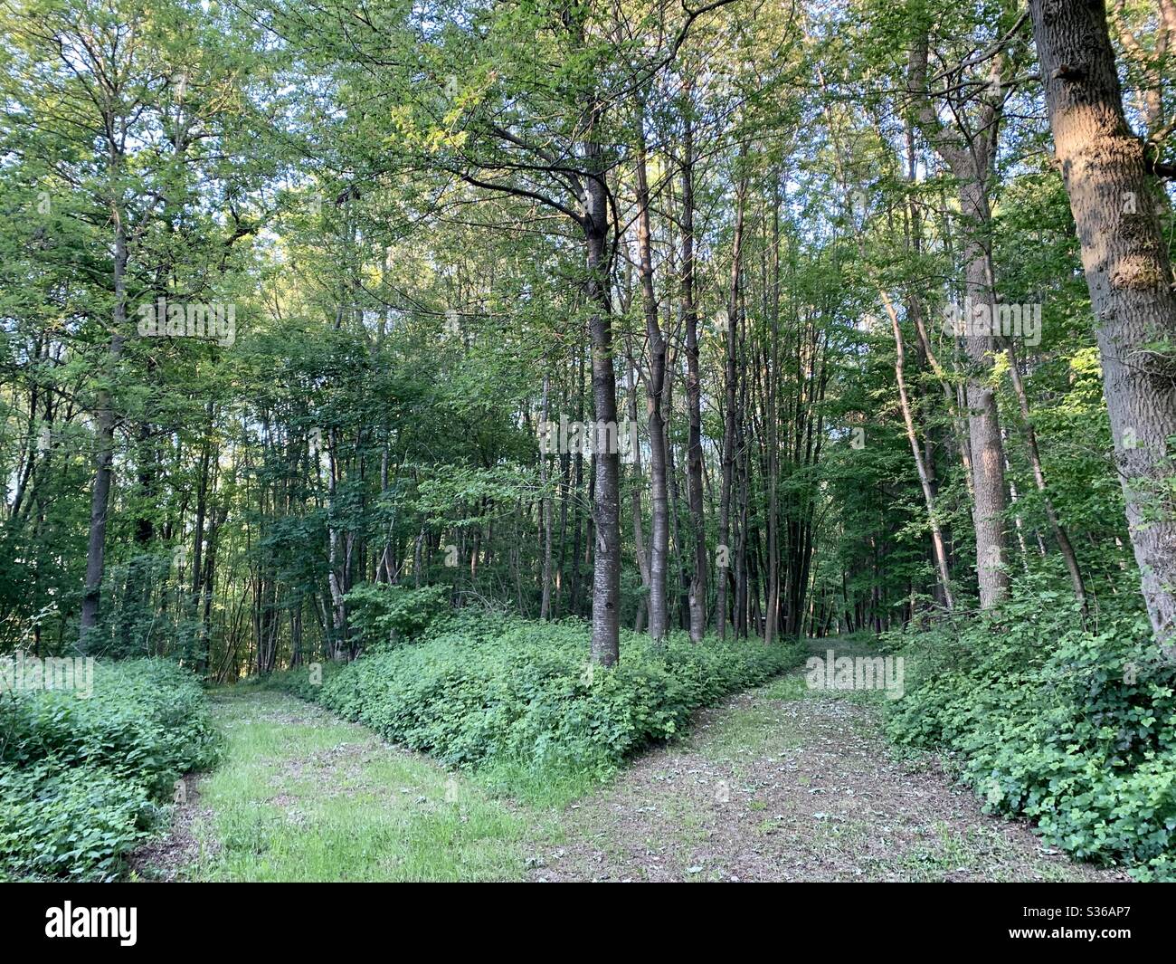 little forest path crossing Stock Photo - Alamy