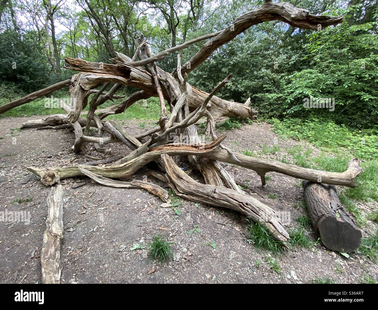Children fallen tree england hi-res stock photography and images - Alamy