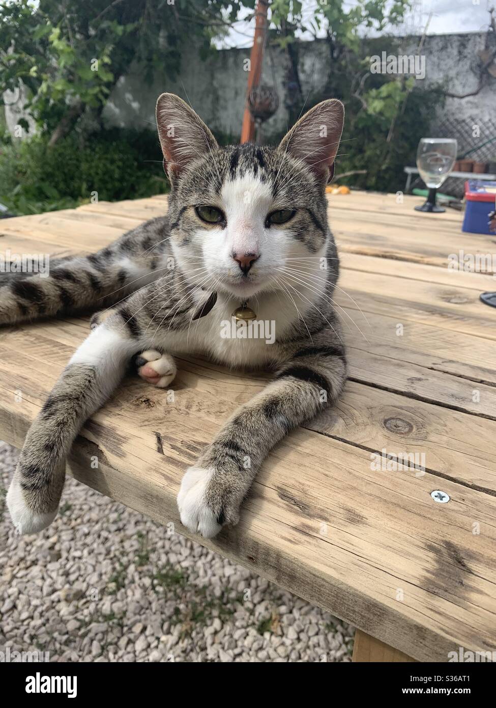 Milo Descendents Cat