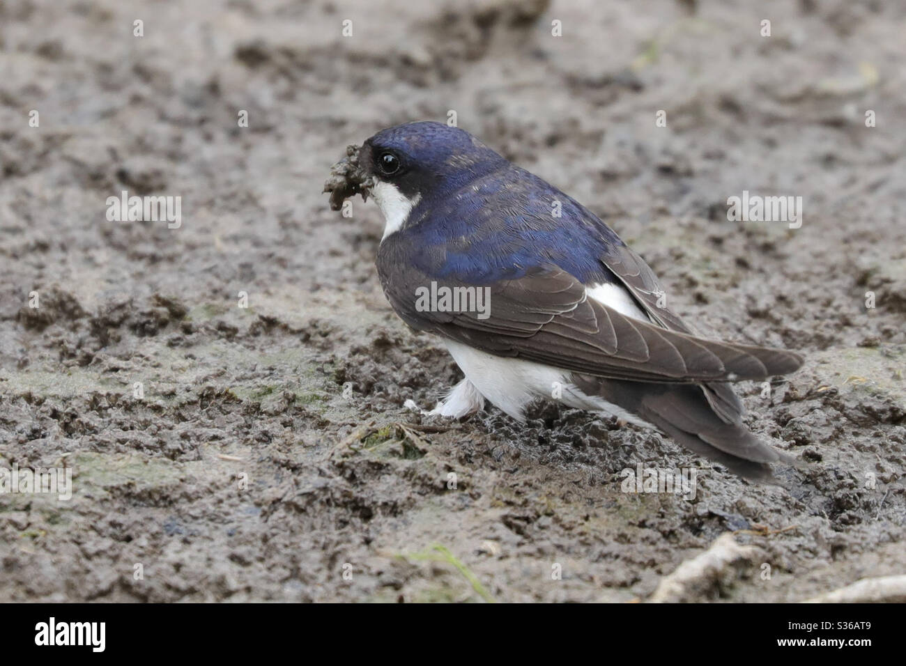 House martin bird hi-res stock photography and images - Alamy