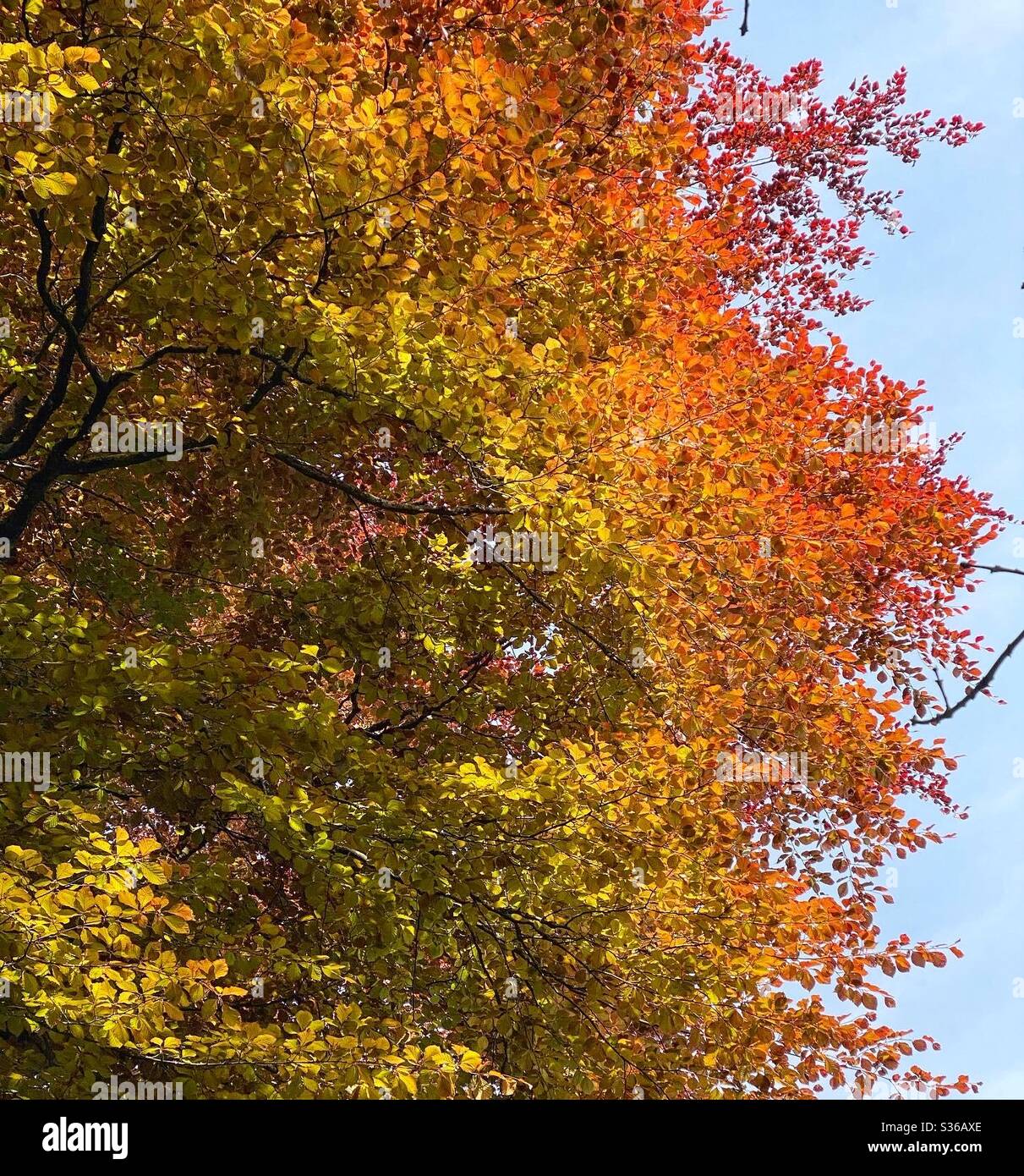 Ombre hi-res stock photography and images - Alamy