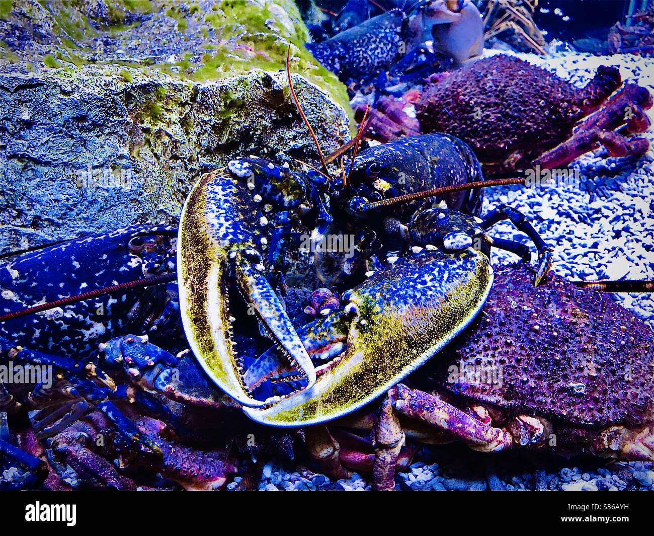 Crab ocean hi-res stock photography and images - Alamy