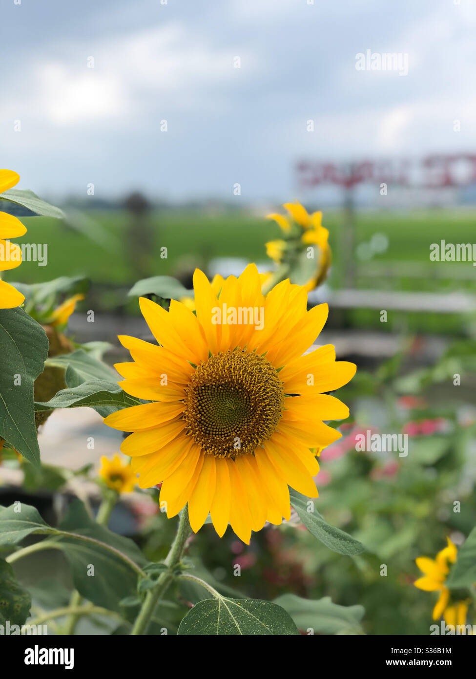Sunflower joy hi-res stock photography and images - Alamy