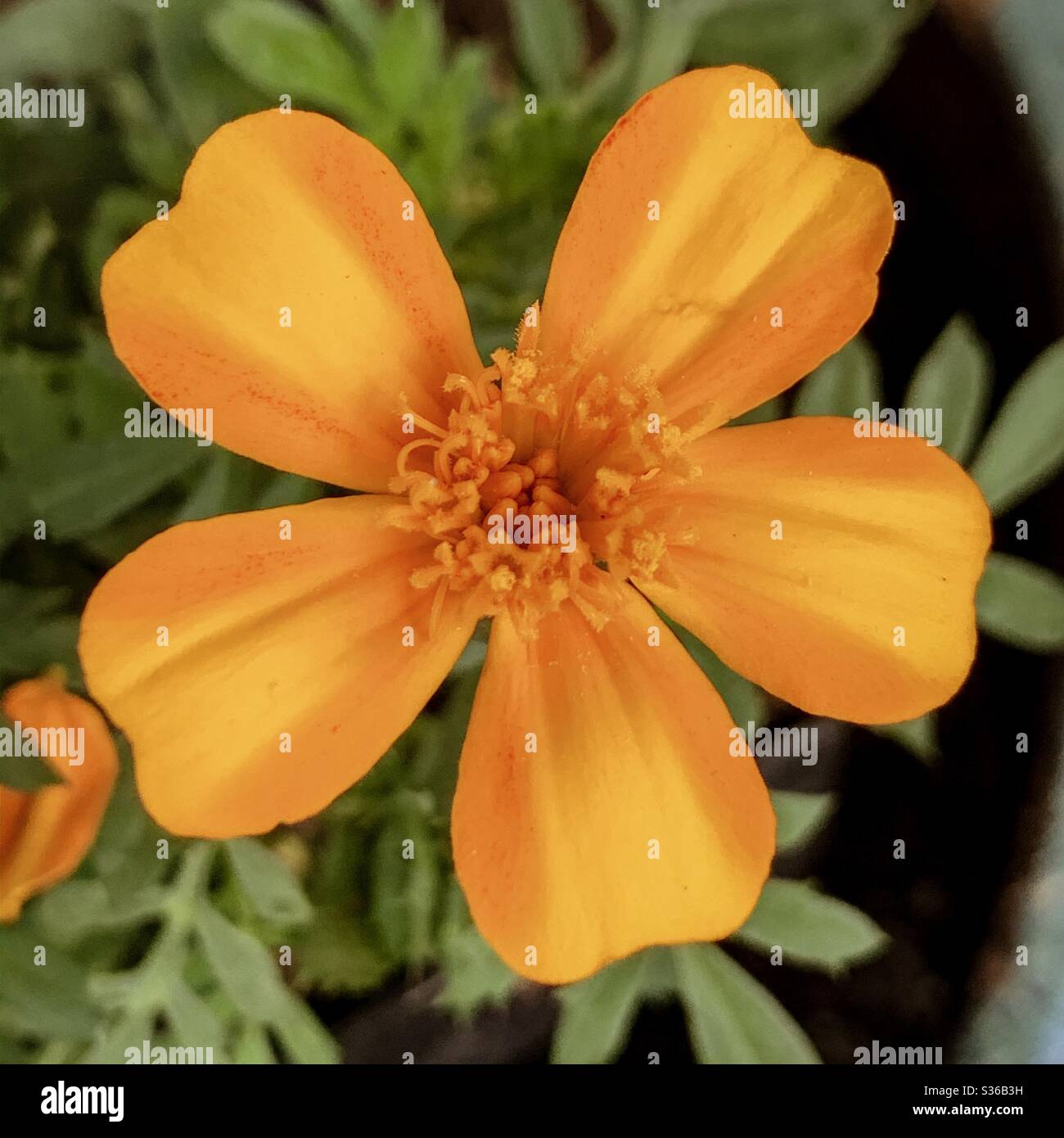Single orange Marigold flower in the garden Stock Photo - Alamy