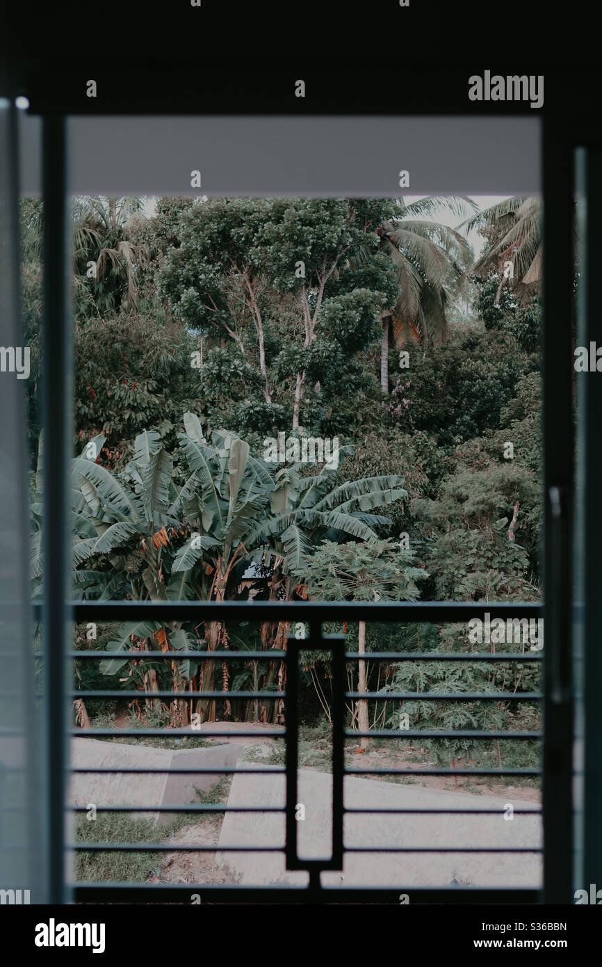trees behind the window Stock Photo - Alamy