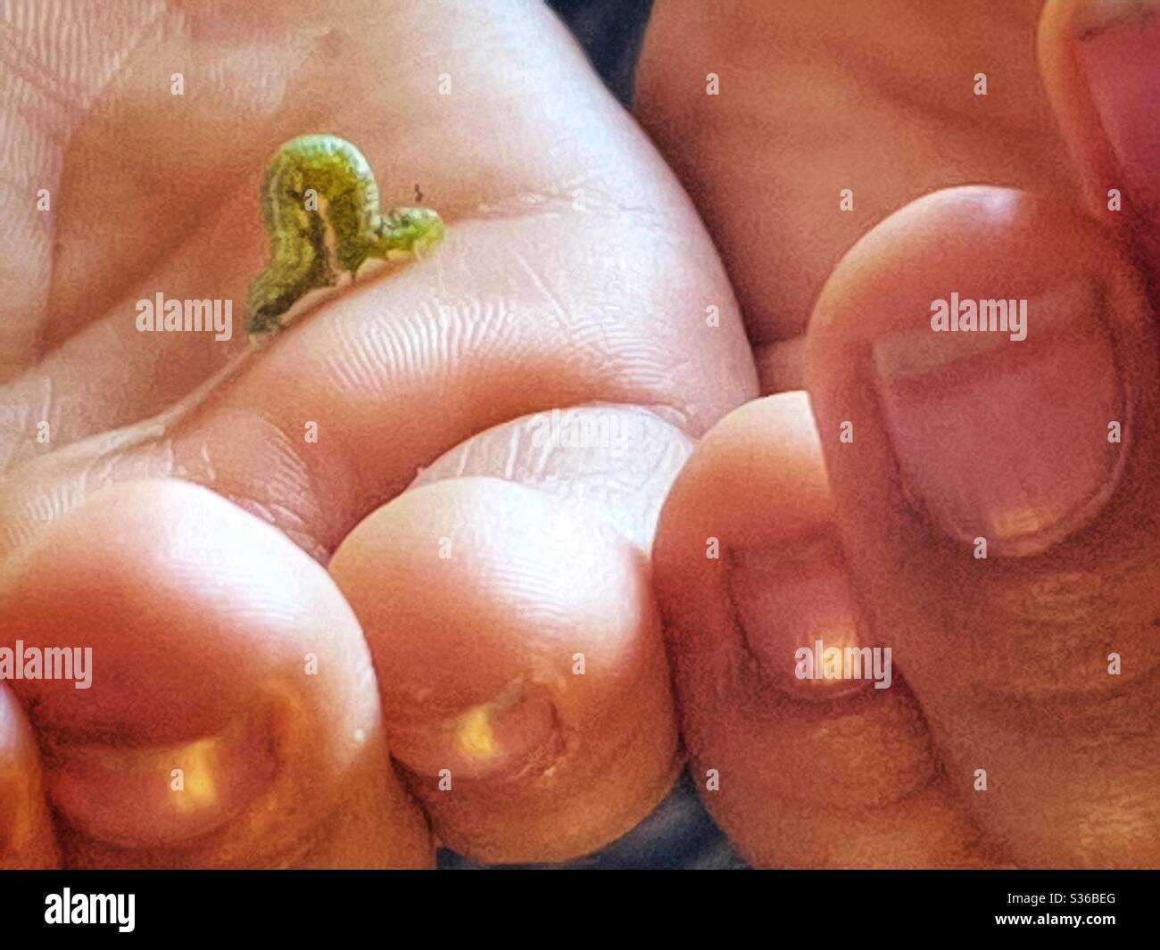 Inchworm hi-res stock photography and images - Alamy