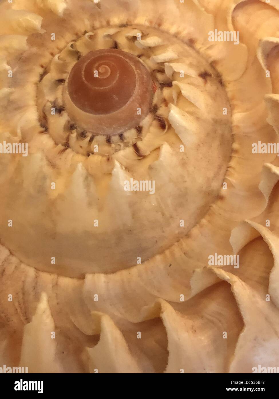 Conical shell hi-res stock photography and images - Alamy