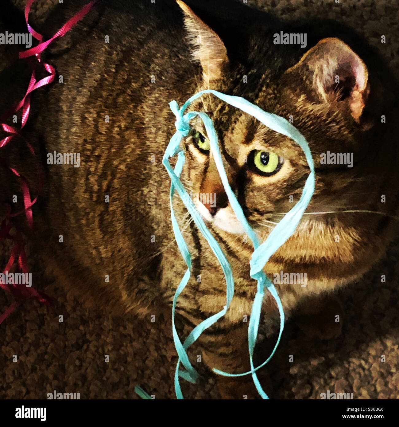 Kitty party hi-res stock photography and images - Alamy