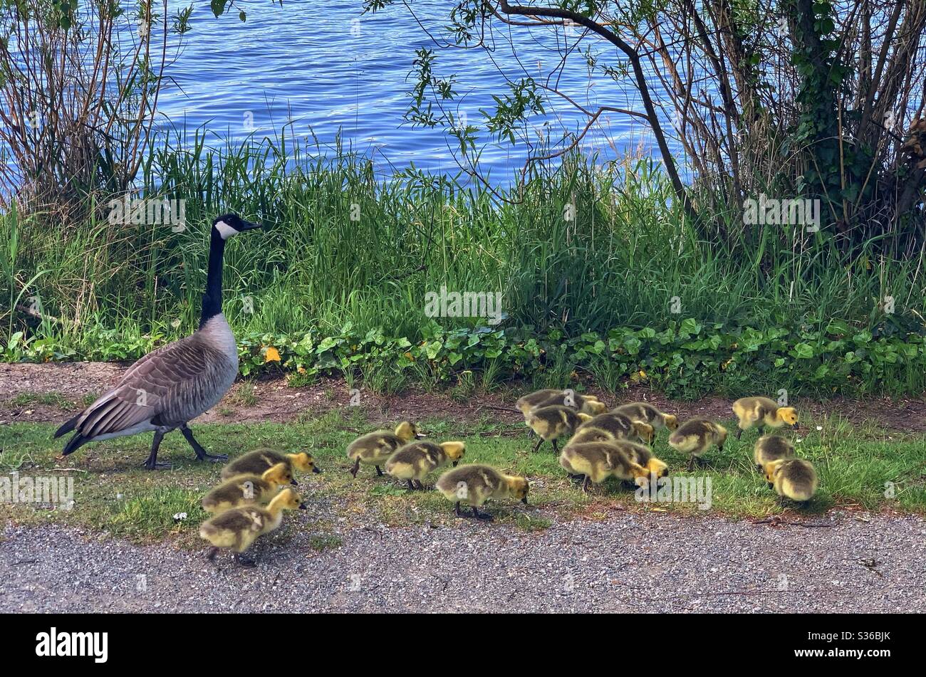 Gaggle of goslings Stock Photo - Alamy