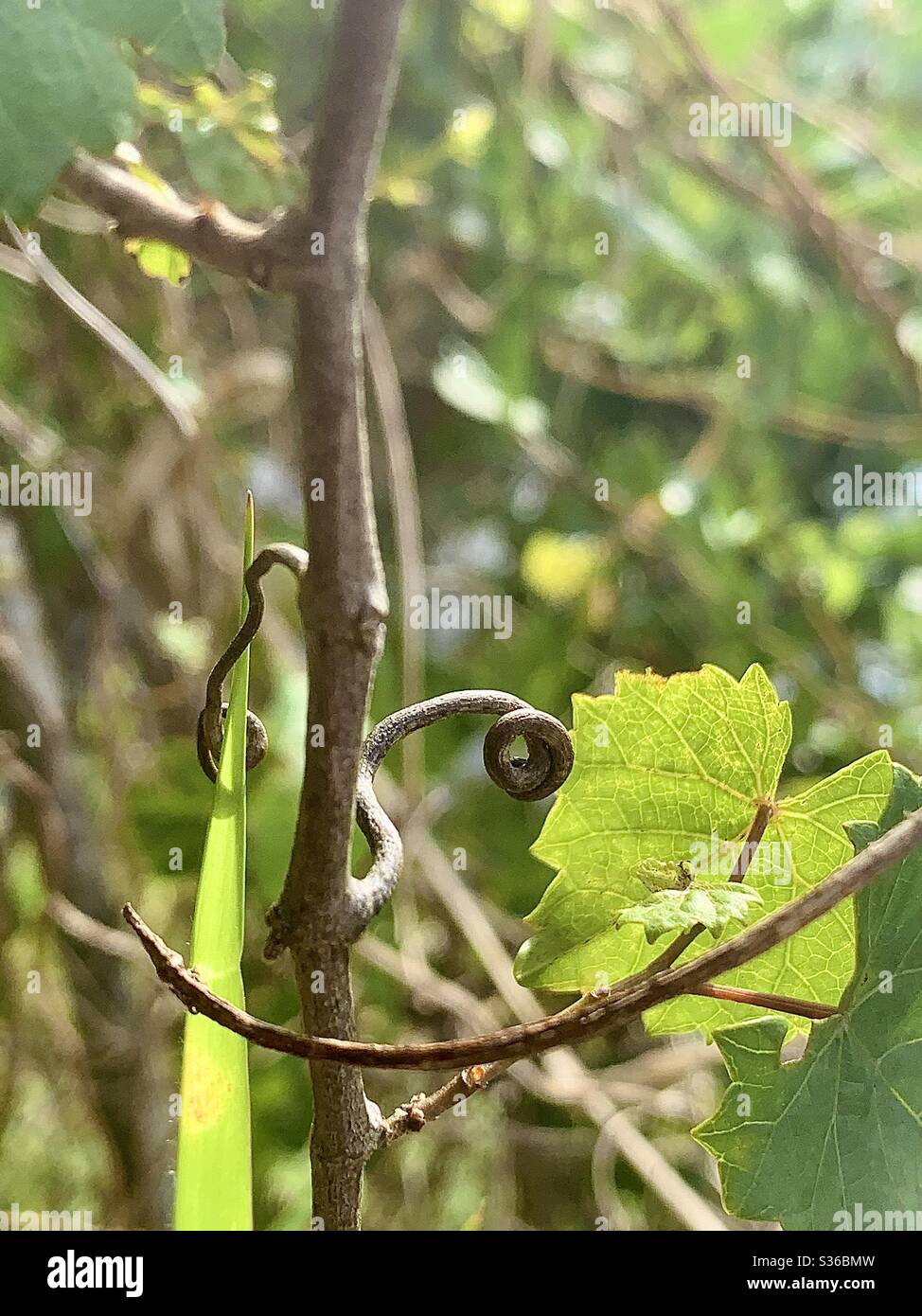 Curly plant hi-res stock photography and images - Alamy