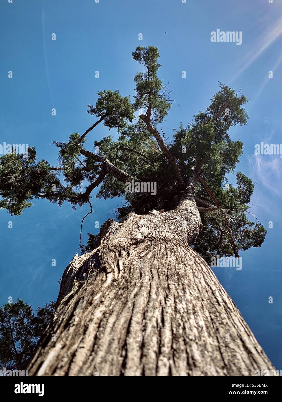 Tree pointed hi-res stock photography and images - Alamy