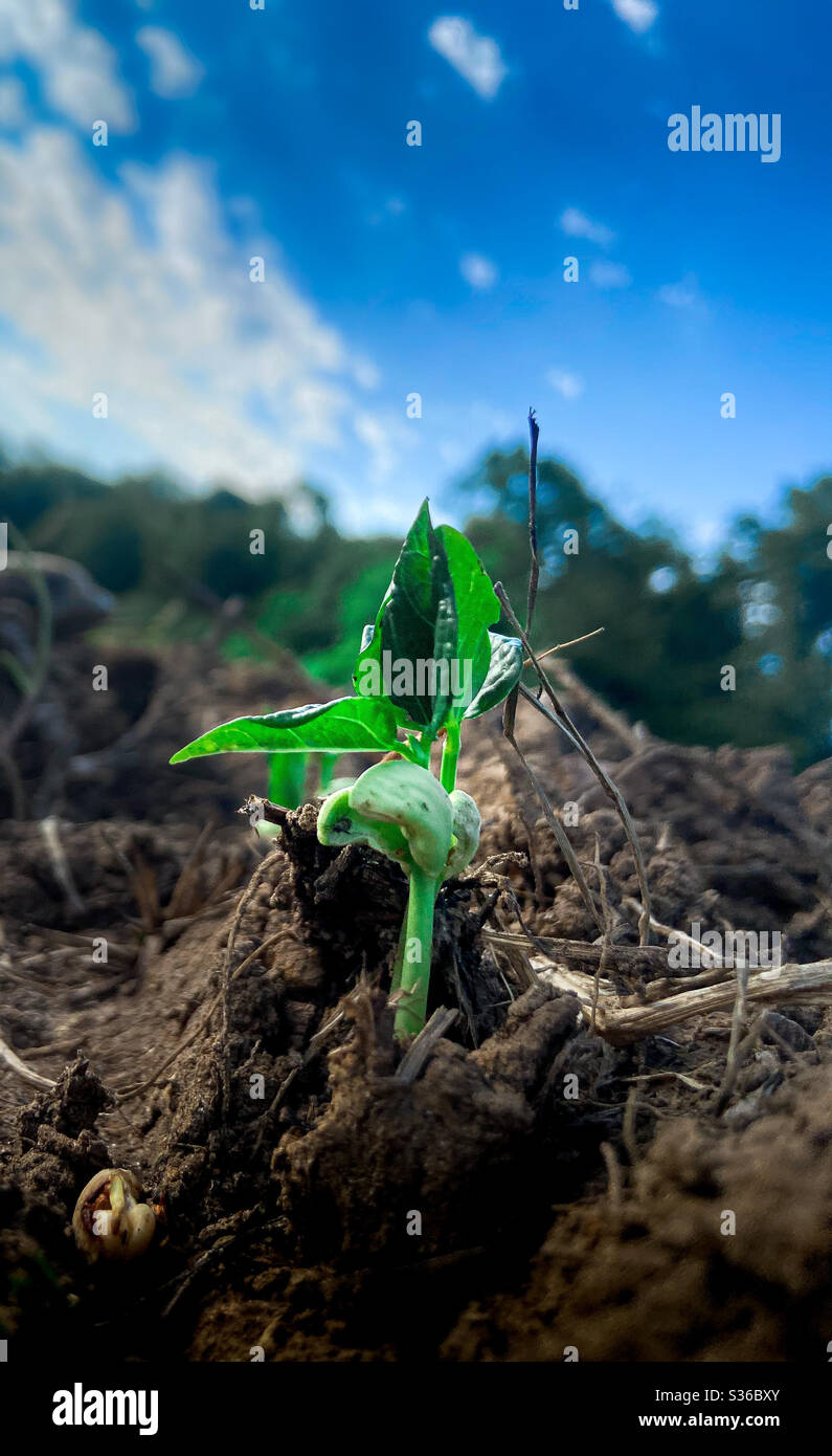 Growth Happens Fast Stock Photo - Alamy