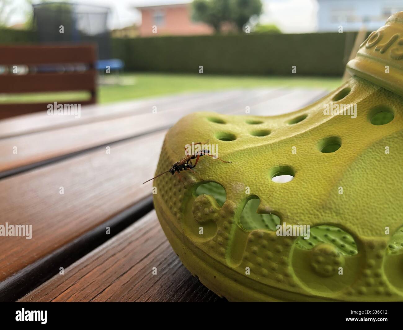 Insect shoe hi-res stock photography and images - Alamy