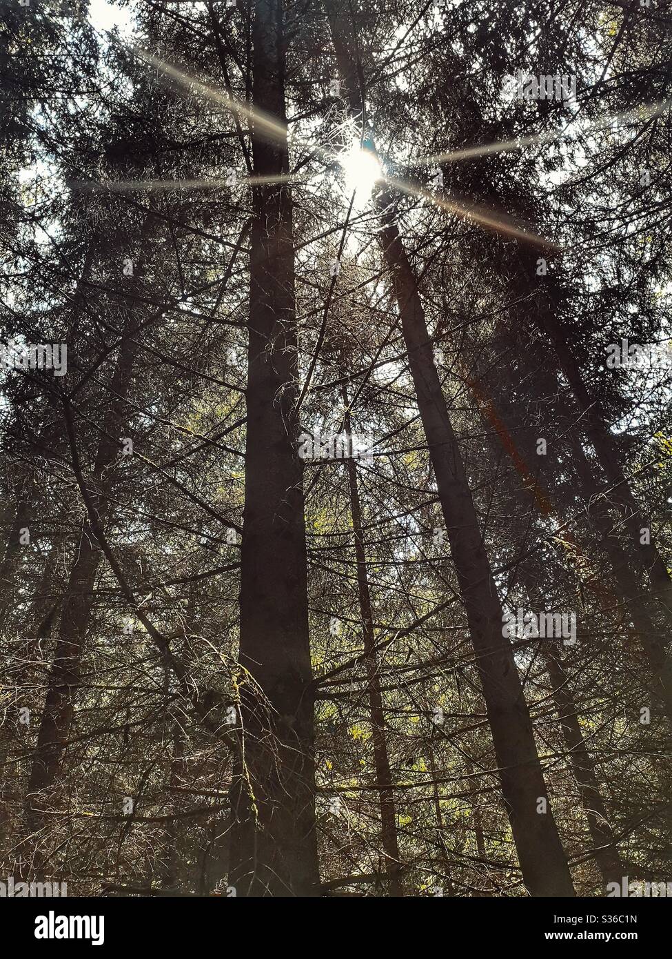 Sunlight breaking through the trees Stock Photo - Alamy