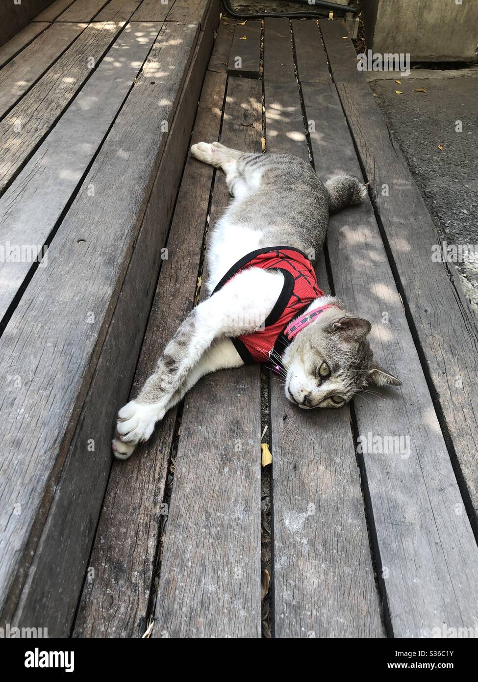 Kitty lazy hi-res stock photography and images - Alamy