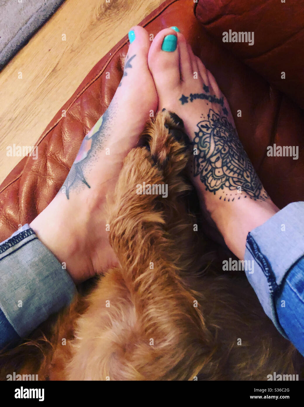Difference Between Feet And Paws at Shawana Salvatore blog