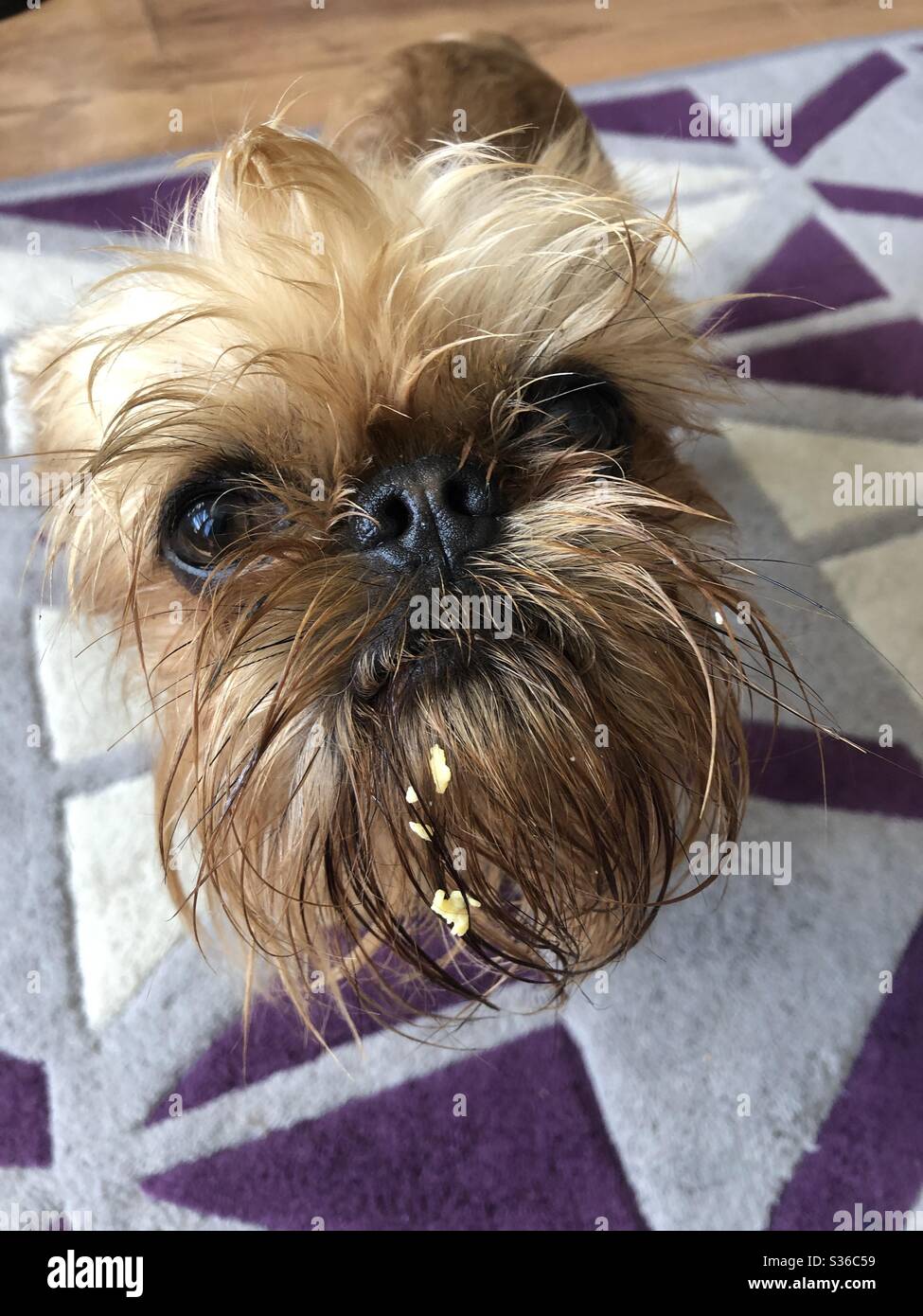 Mucky pup hi-res stock photography and images - Alamy