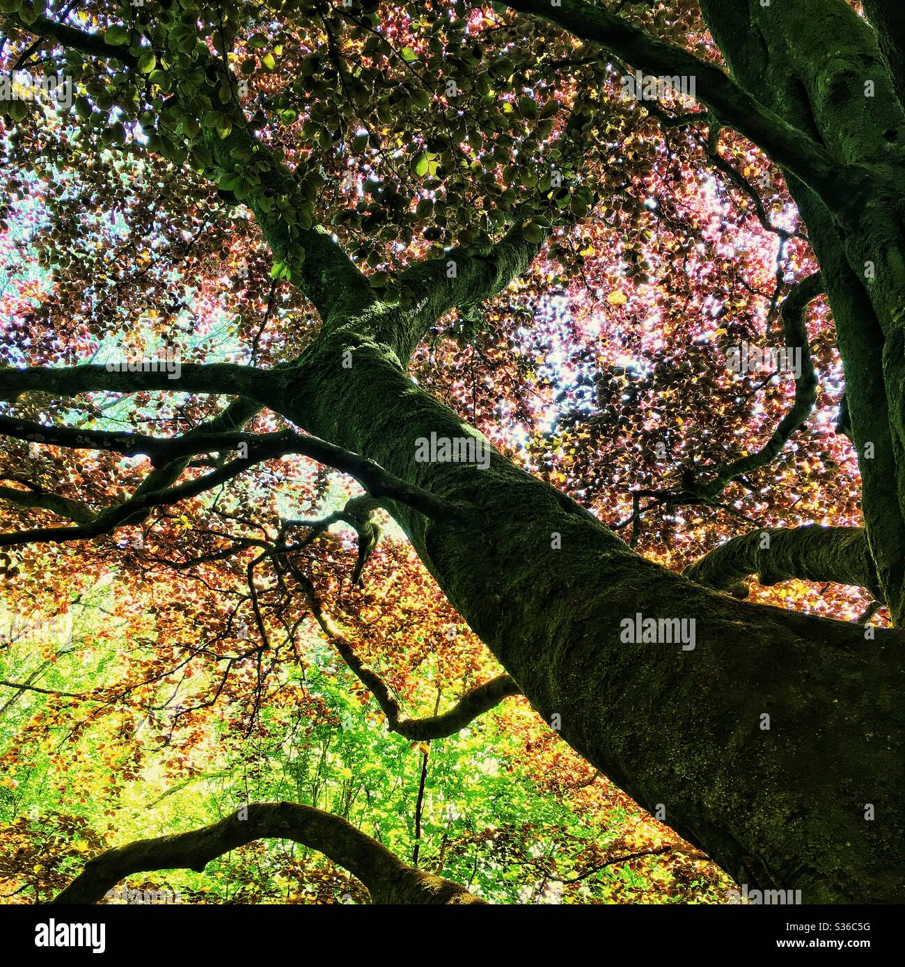 A photograph of a large beech tree from underneath with a superb range ...