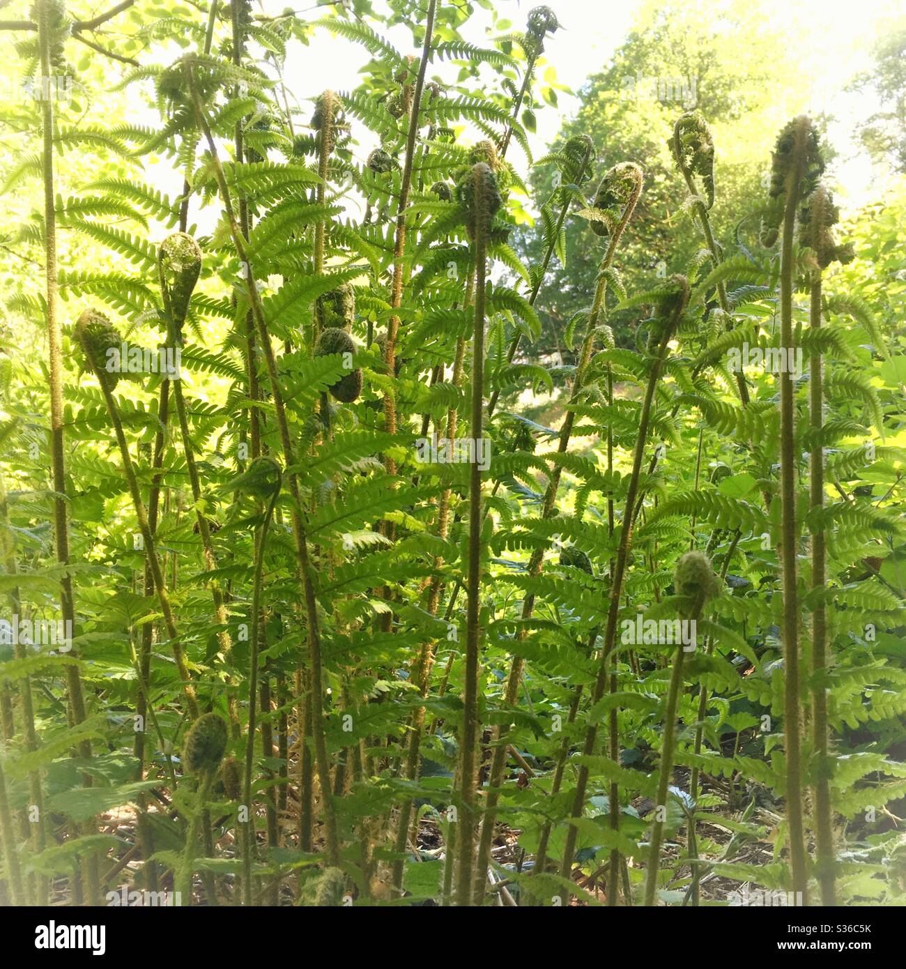 A photograph of a group of young furled ferns growing upwards on a ...