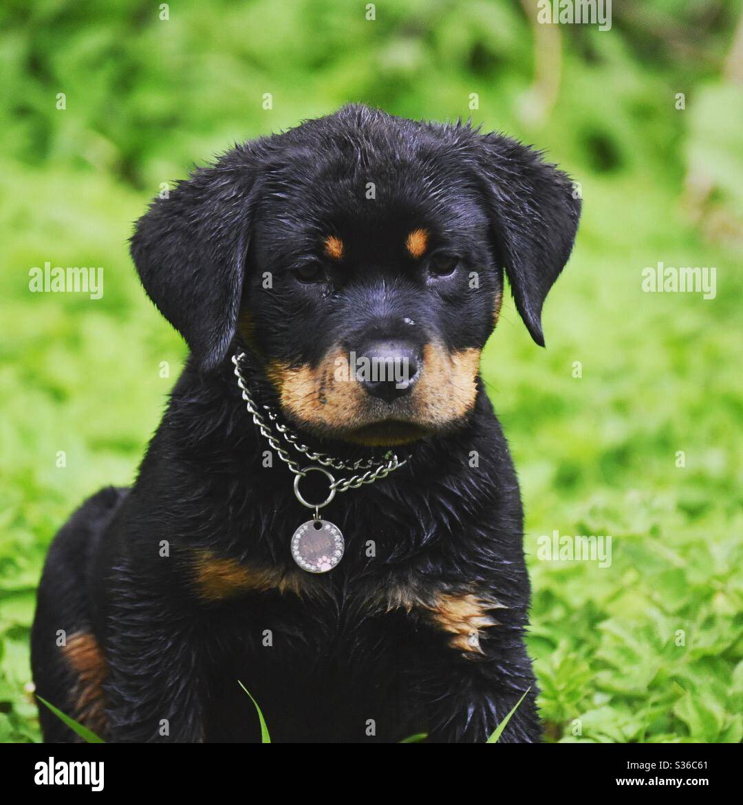 15 week old Rottweiler on a walk down the woods Stock Photo - Alamy