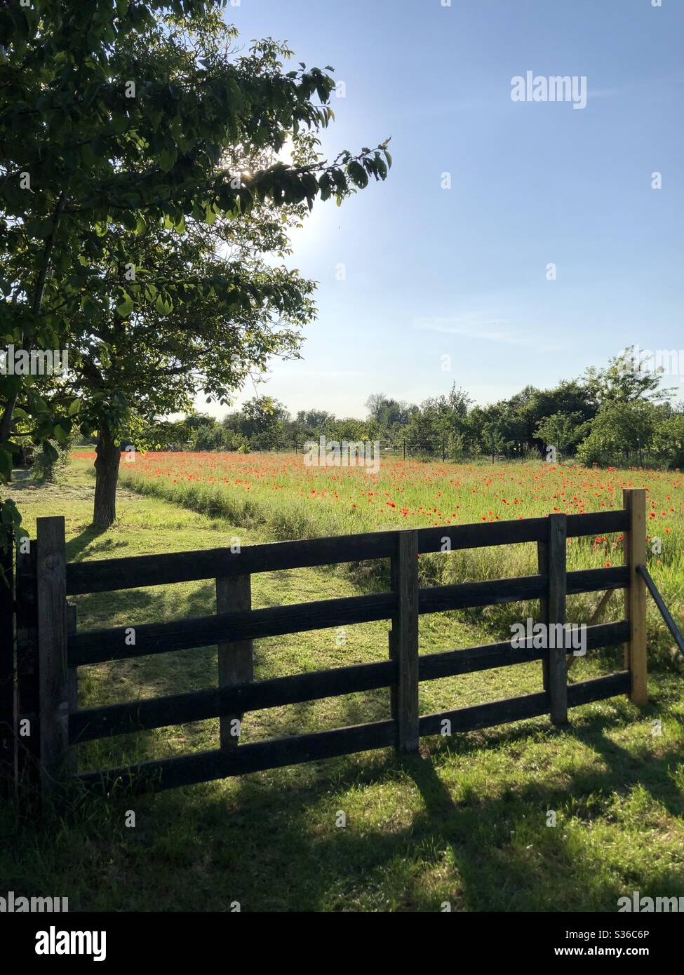 Farm yard with poppy fields in the background Stock Photo - Alamy