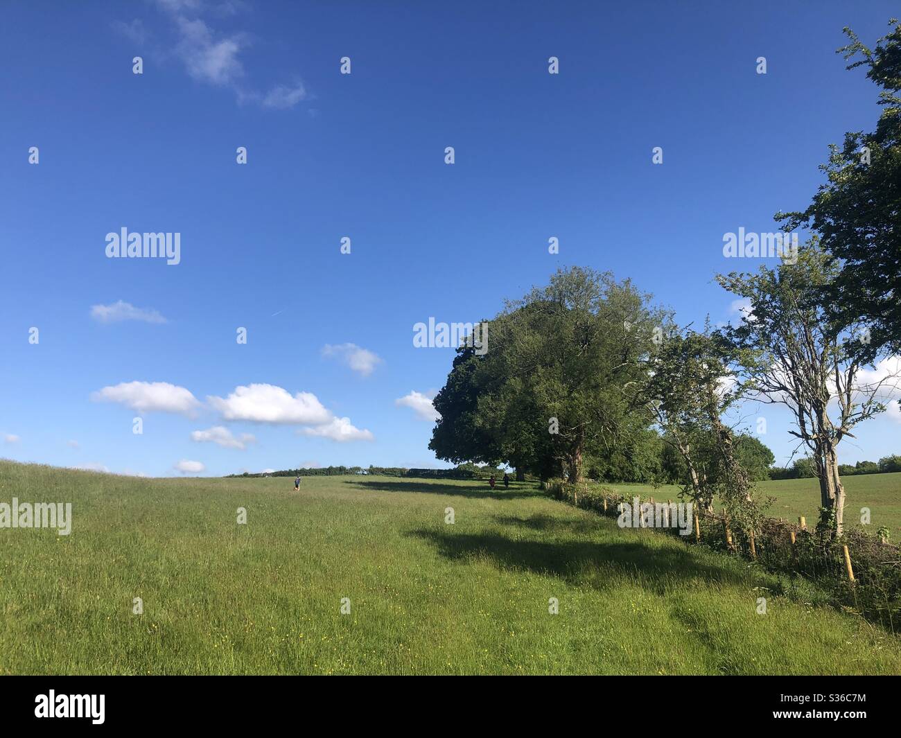 Oak tree blue skies hi-res stock photography and images - Alamy