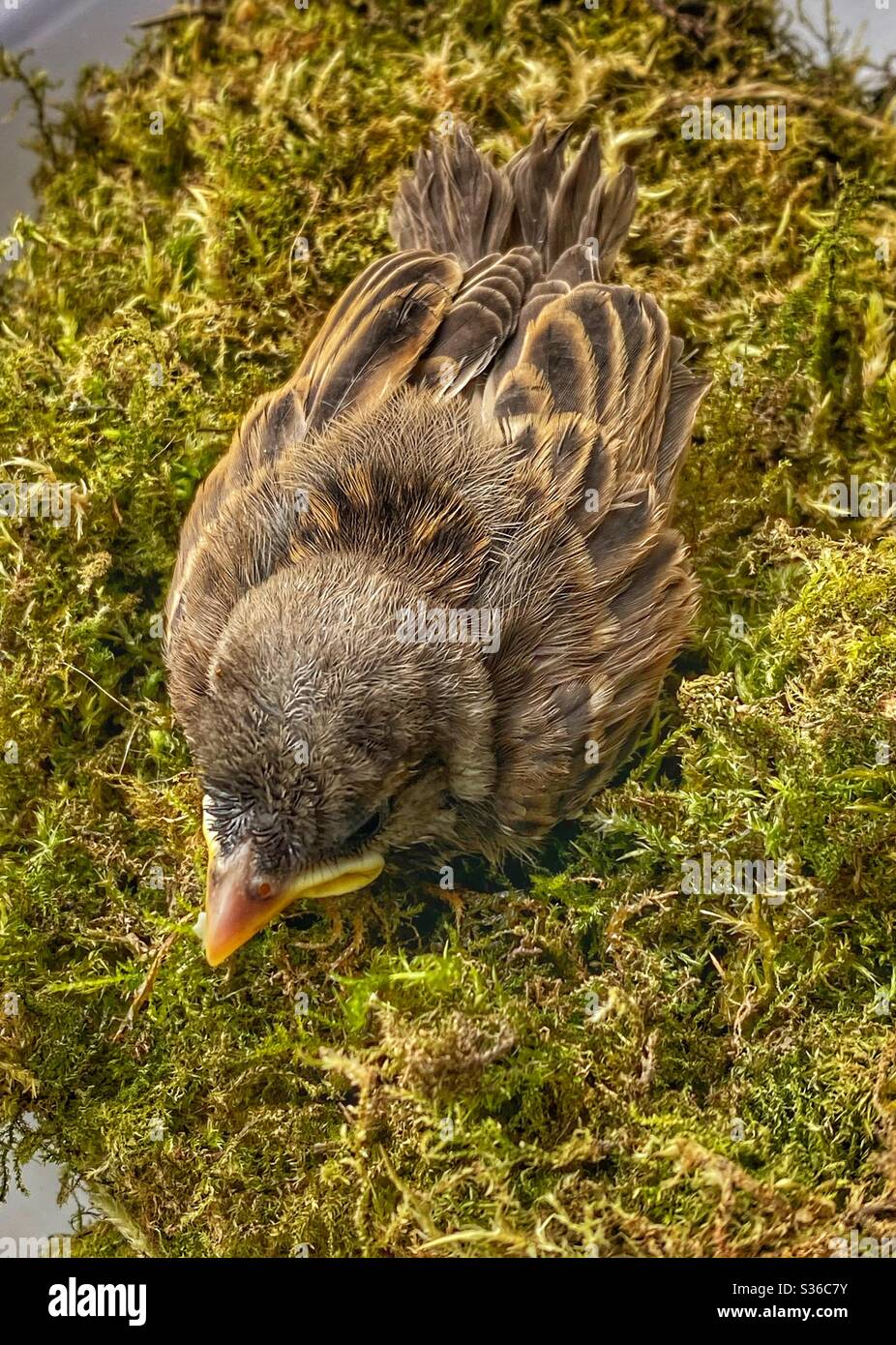 Fledgling sparrow hi-res stock photography and images - Alamy