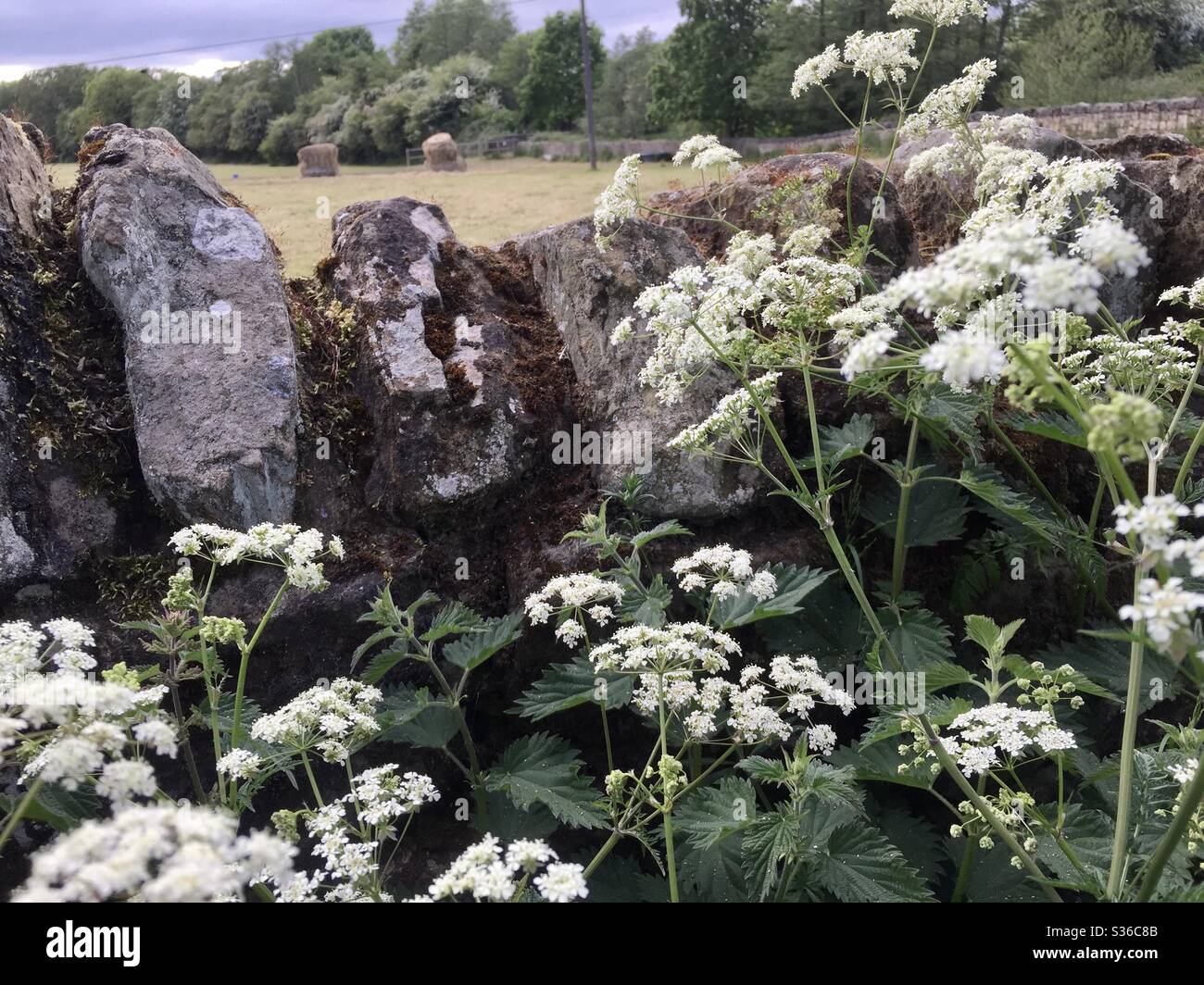 Bracken hill hi-res stock photography and images - Alamy