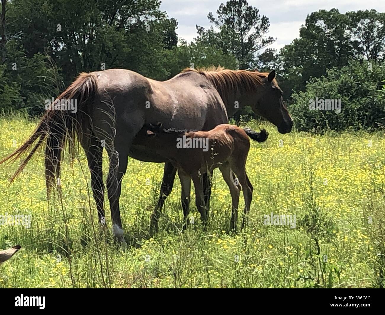 Horse colt hi-res stock photography and images - Alamy