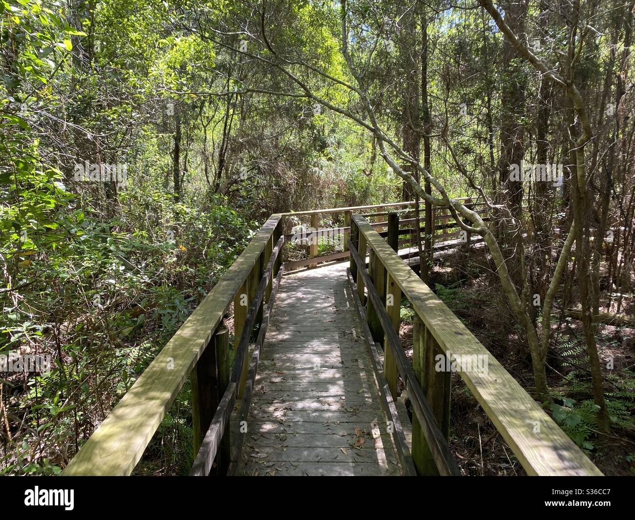 Swamp boardwalk hi-res stock photography and images - Alamy