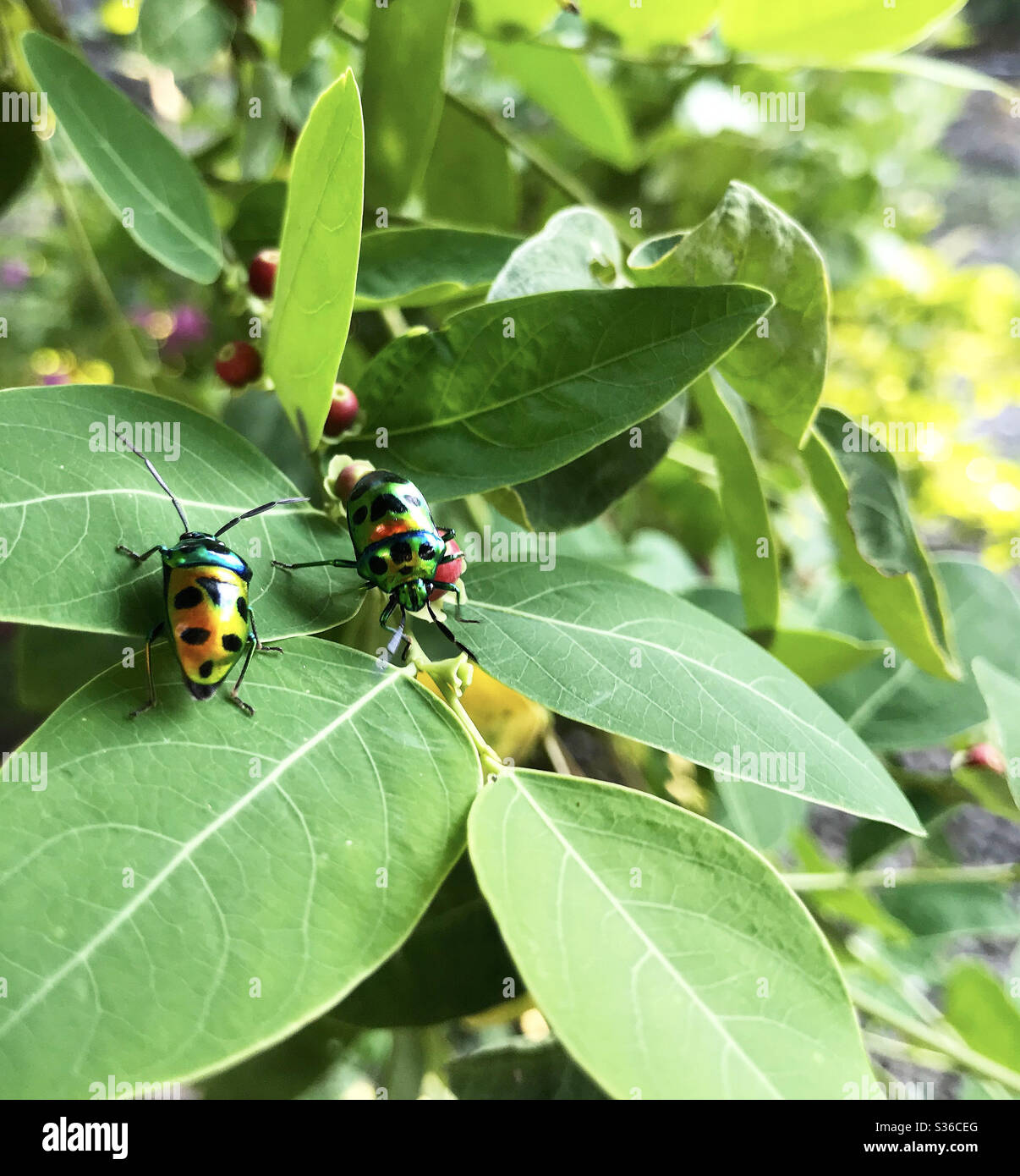 Green jewel bug hi-res stock photography and images - Alamy