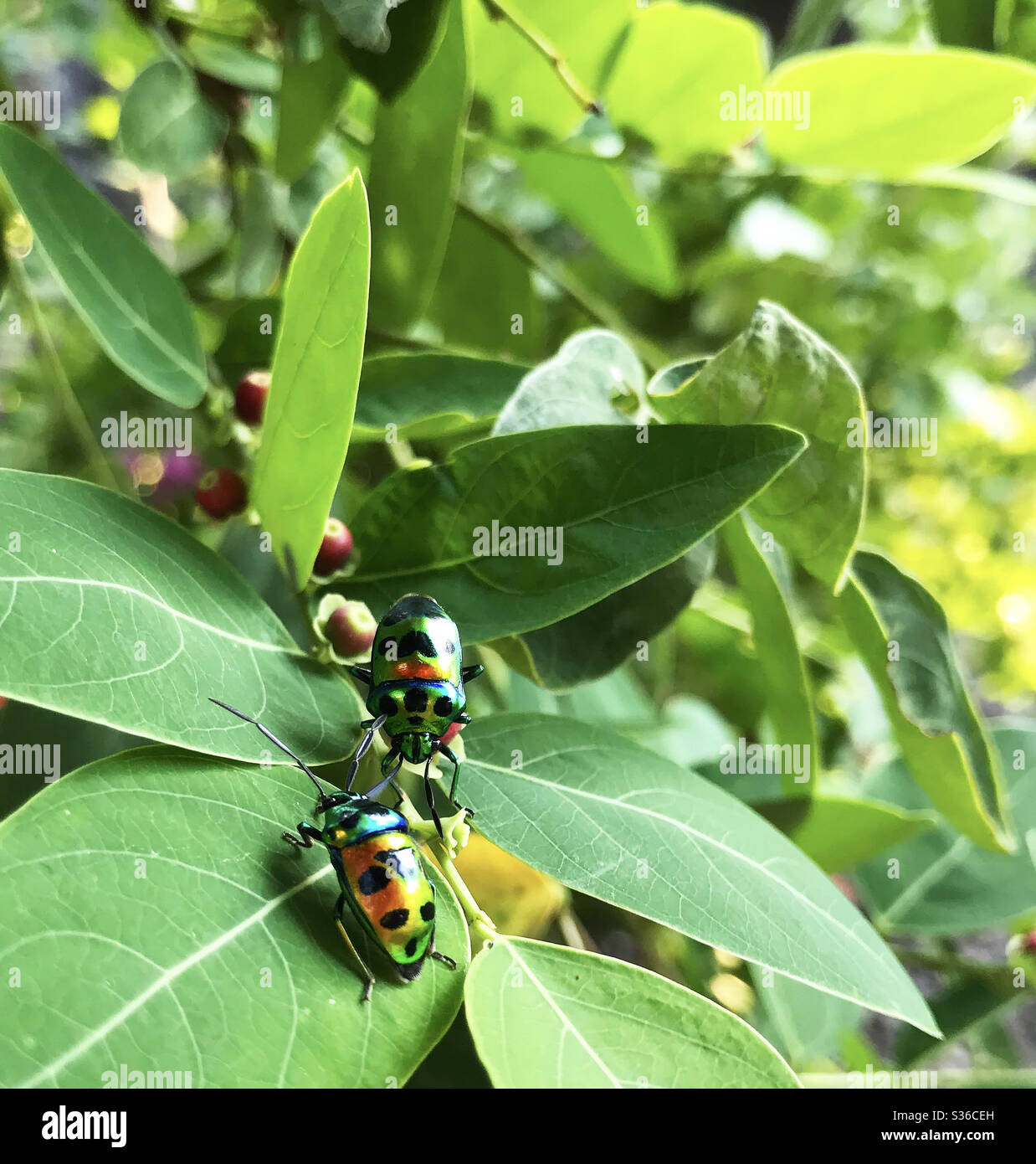 Jewel of nature hi-res stock photography and images - Alamy